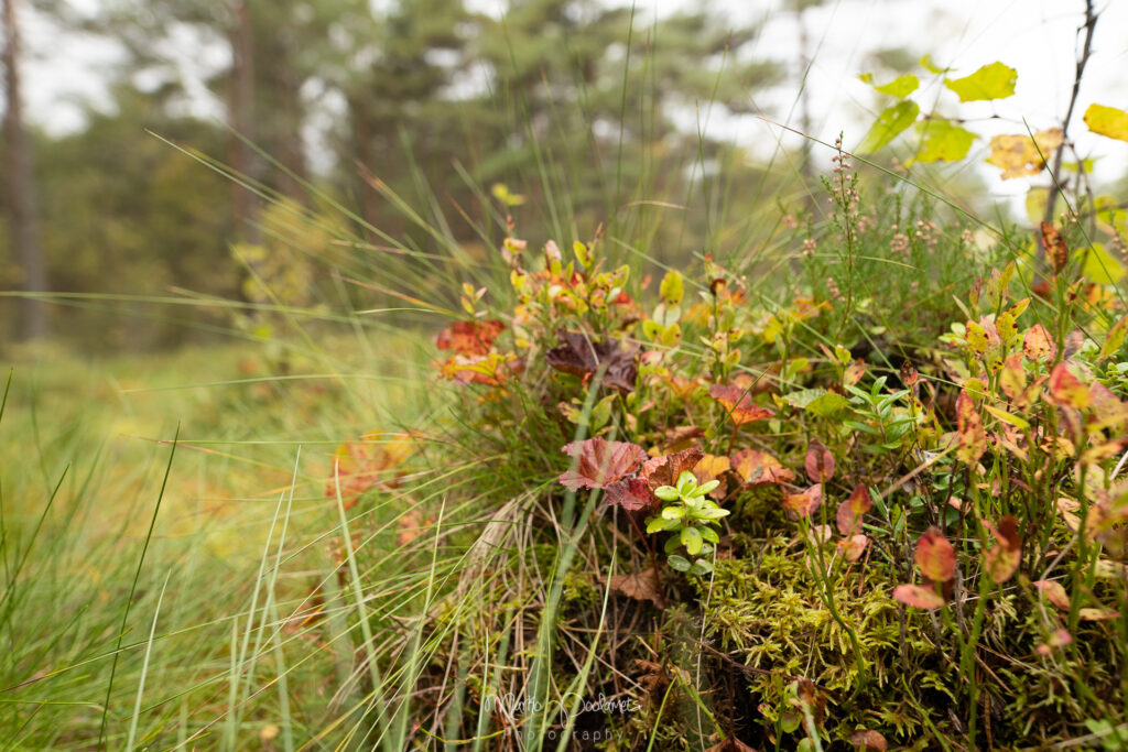 TOP 10 things to do in Estonian nature - Capture Estonia Nature and ...